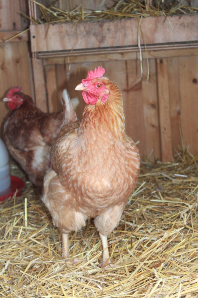 Meet The Chickens - Old World Garden Farms