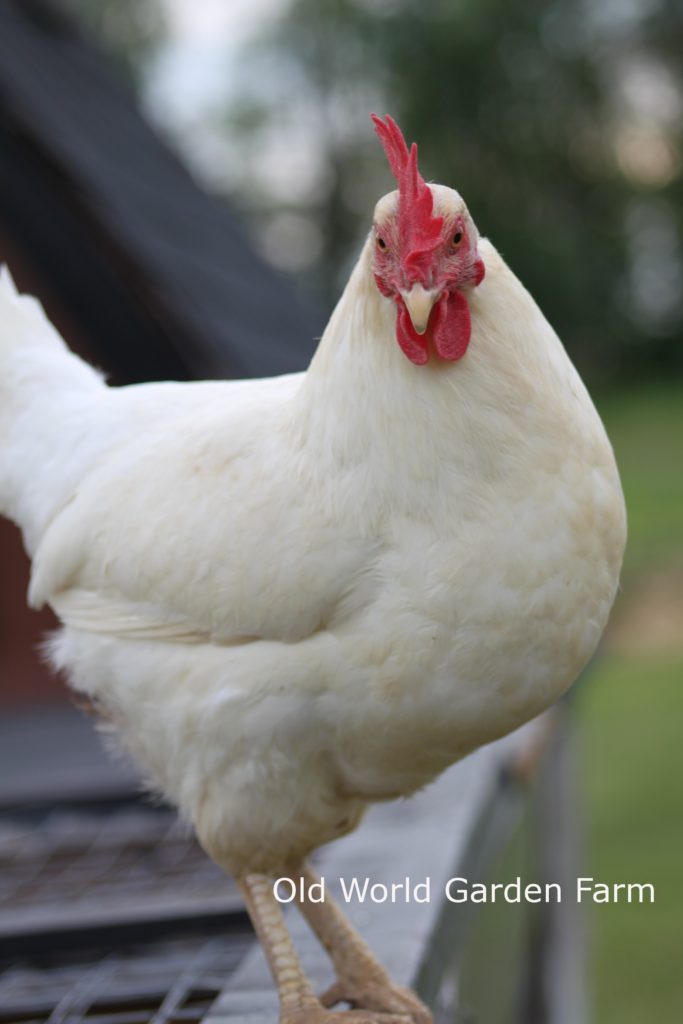 Meet The Chickens - Old World Garden Farms