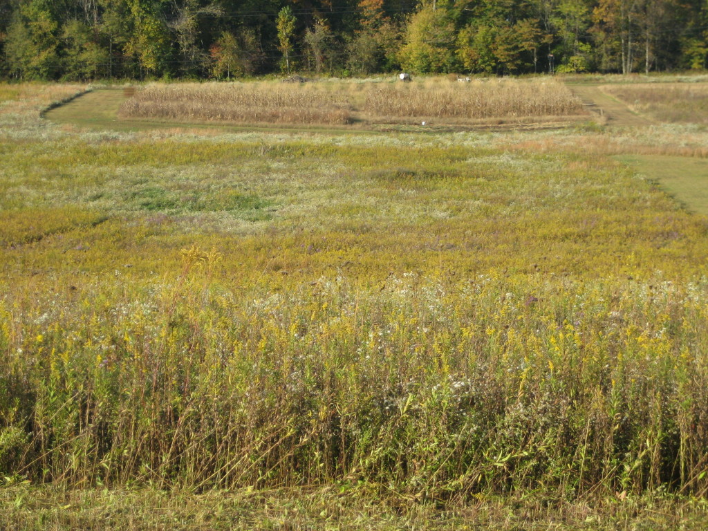 A Barn Raising In Photos - How to Build A Barn When You Haven't a Clue ...