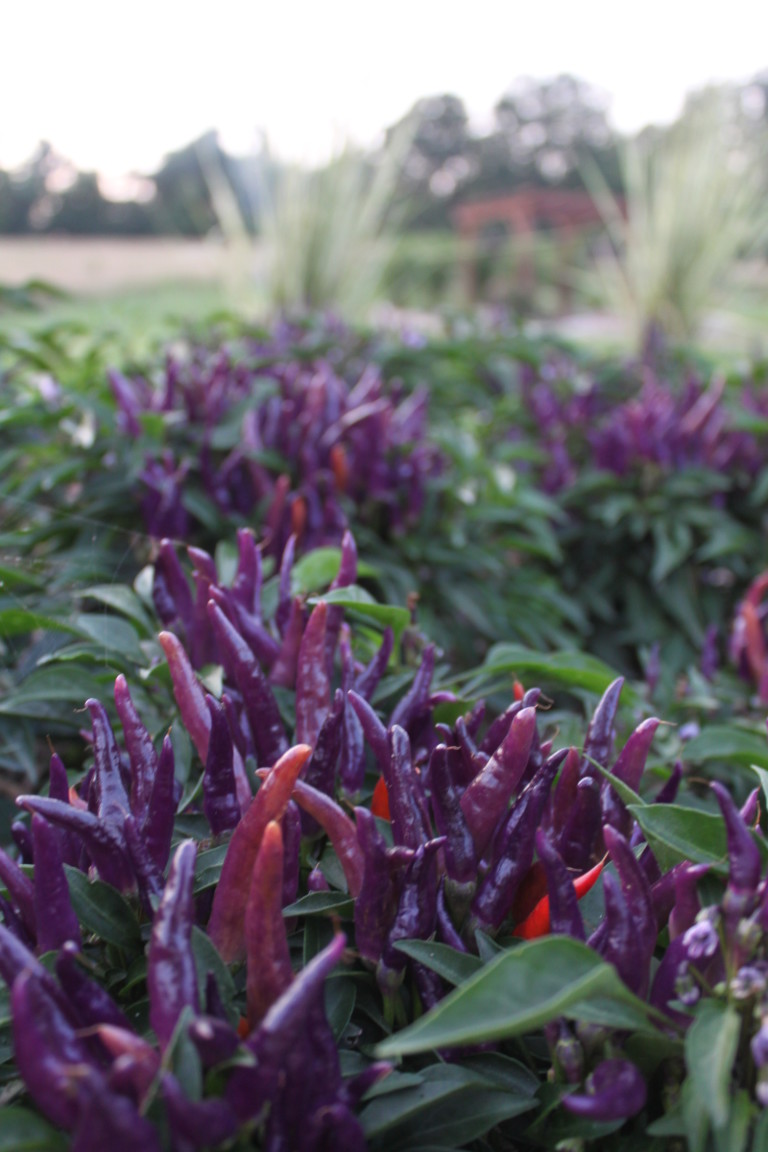 The Farm and Garden In Pictures - July's Edition - Old World Garden Farms