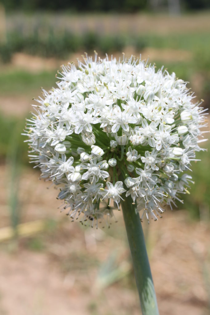 The Farm and Garden In Pictures - July's Edition - Old World Garden Farms