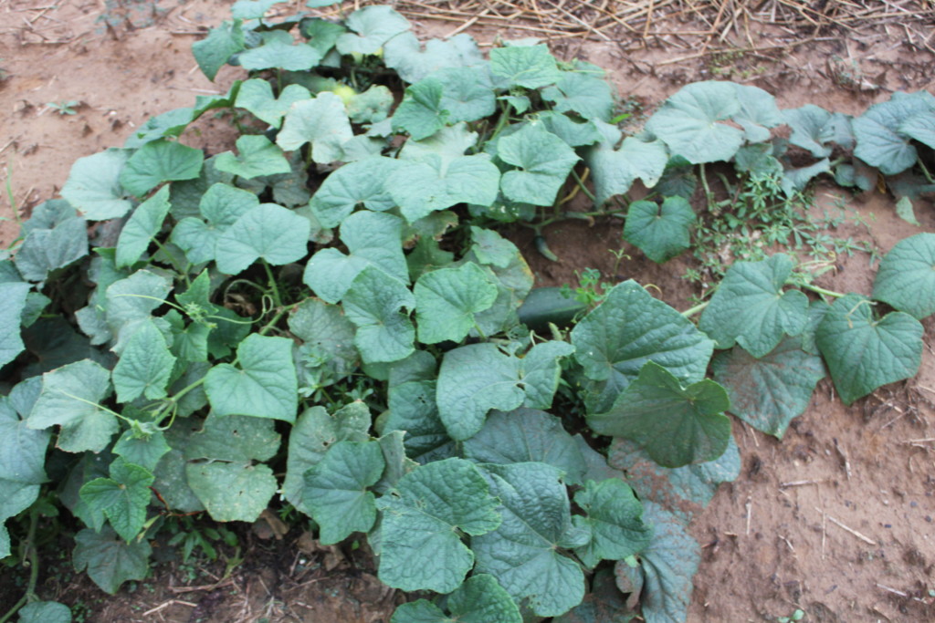 Planting And Maintaining A Simple Garden - Part 3 - Old World Garden Farms