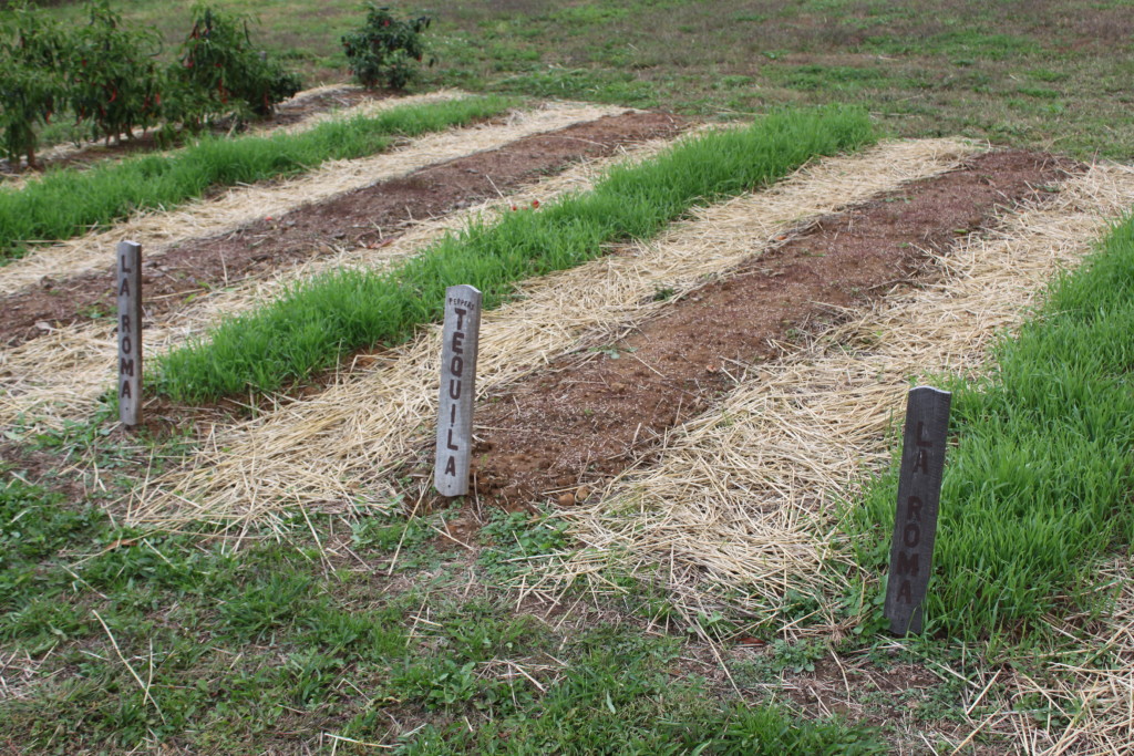 3 Steps To Keeping Your Garden Beds Productive - Old World Garden Farms