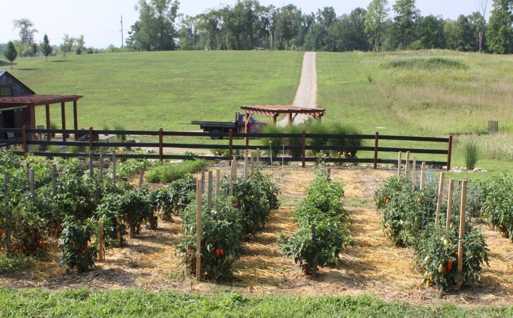 6 Tips för att eliminera ogräs i din trädgård i år | Hi-Tech