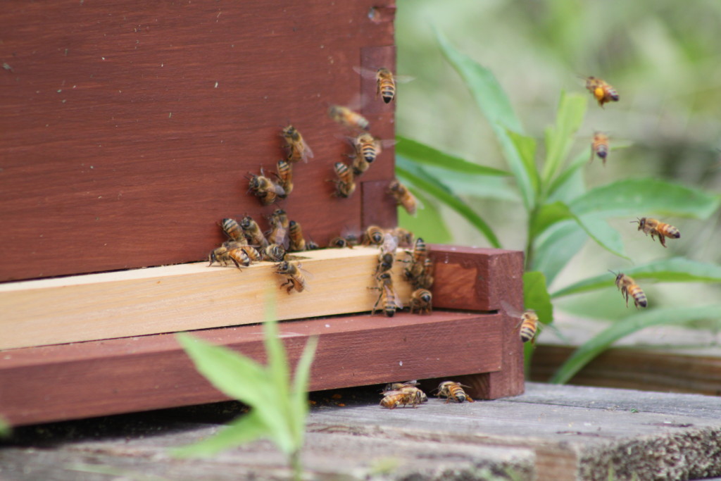 Taking Care Of Our Honeybees In The Winter - Old World Garden Farms