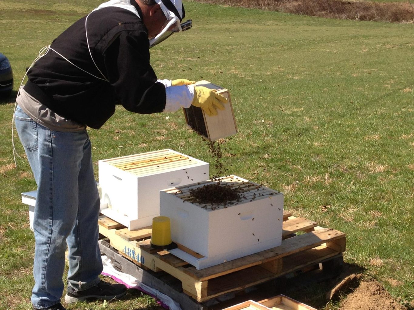 The Bees Arrive - The Farm Gets Two New Hives And A Feisty Queen! - Old ...