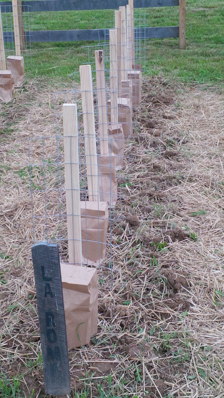 Preparing The Garden For A Frost - And A Live TV Broadcast From The ...