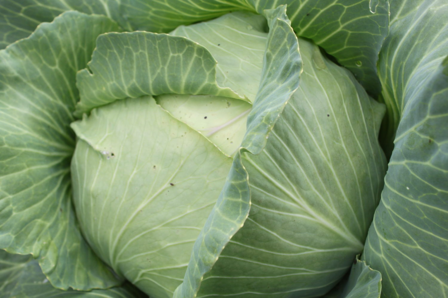 Summer Photos From The Farm - August in Pictures - Old World Garden Farms