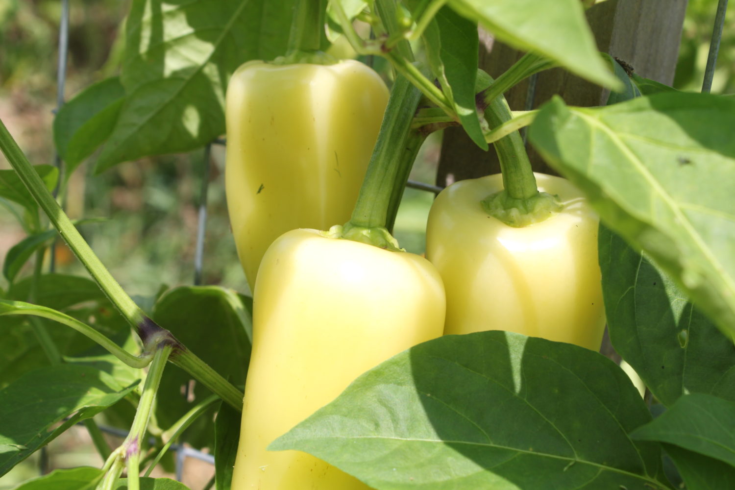 How To Use All Of Those Fresh Garden Peppers In The Kitchen
