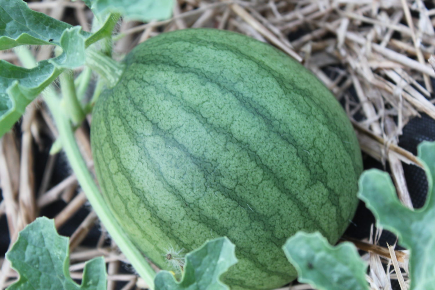 Summer Photos From The Farm - August in Pictures - Old World Garden Farms