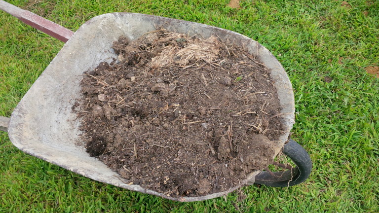 Why and How To Plant Trees This Fall! - Old World Garden Farms