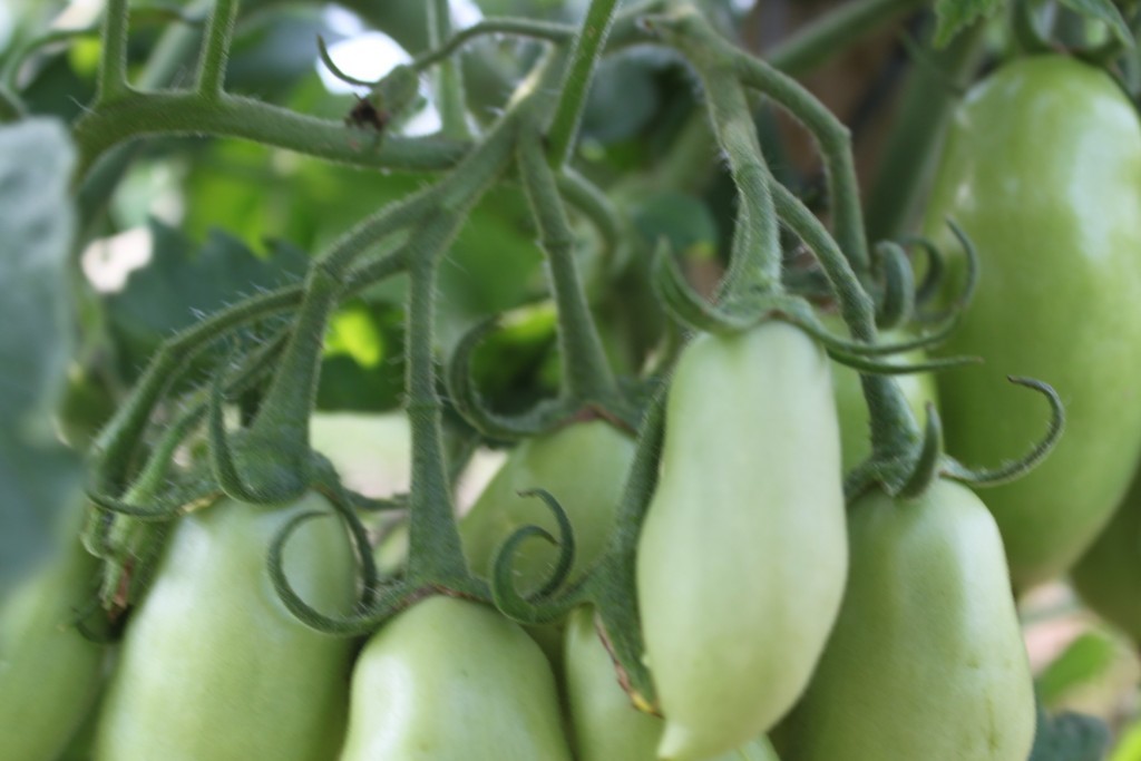 How The Amish Grow Vegetables