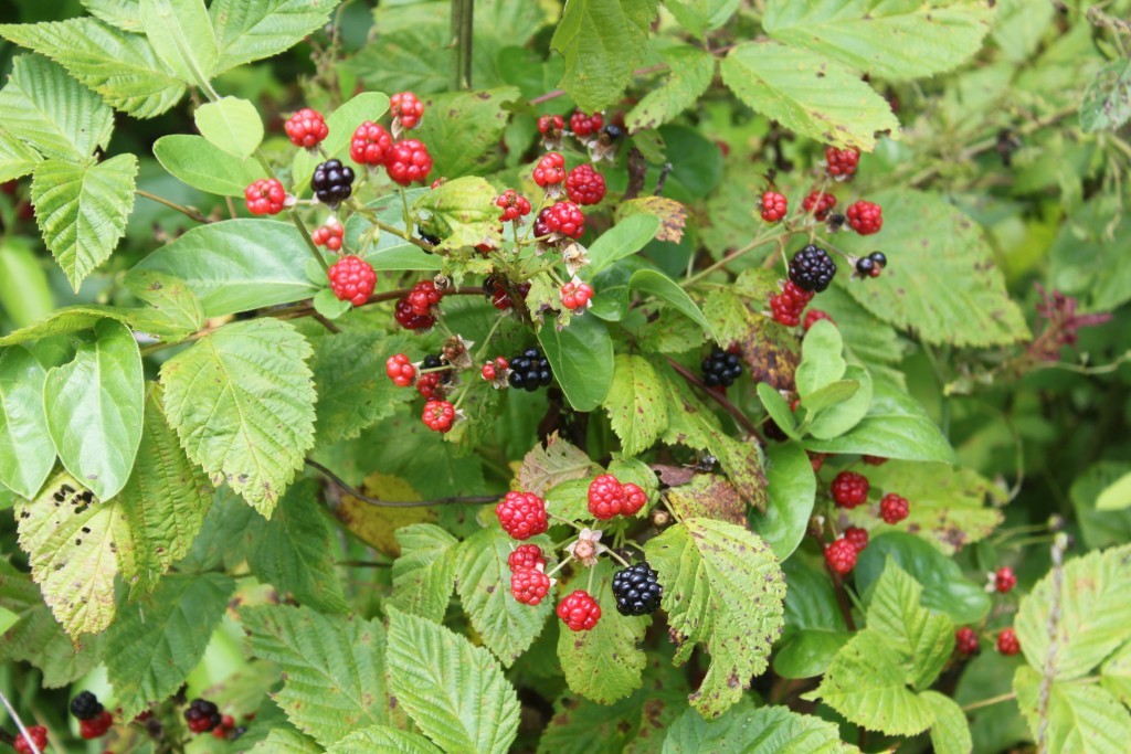Blackberry Chia Seed Jam - 3 Ingredients and Ready in 20 minutes!