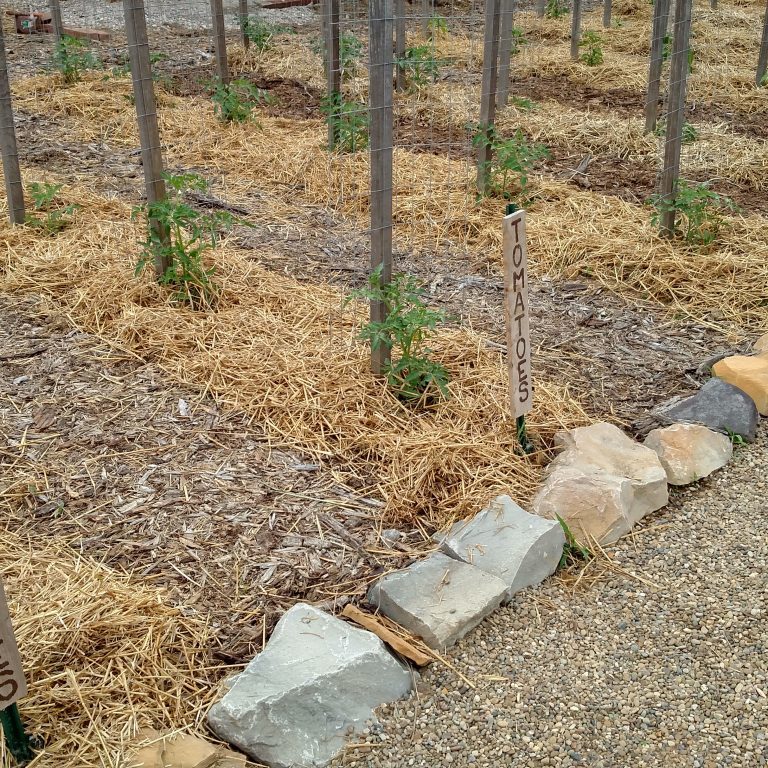 7 Quick Garden Tips To Keep Your Garden Beautiful This Summer!