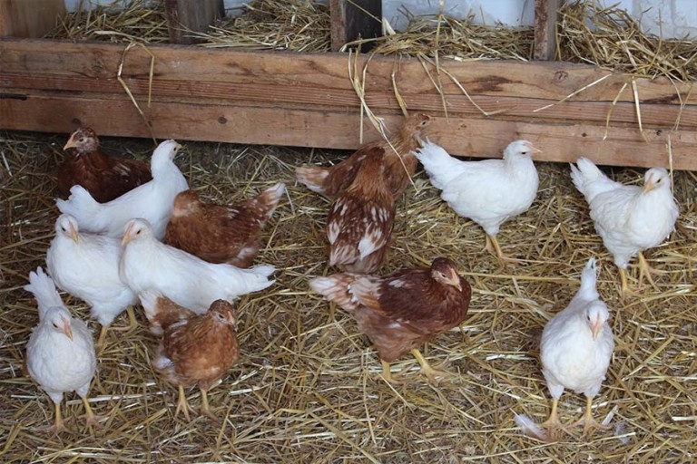 Early Spring Farm Photos From The Old World Garden Farm And Homestead