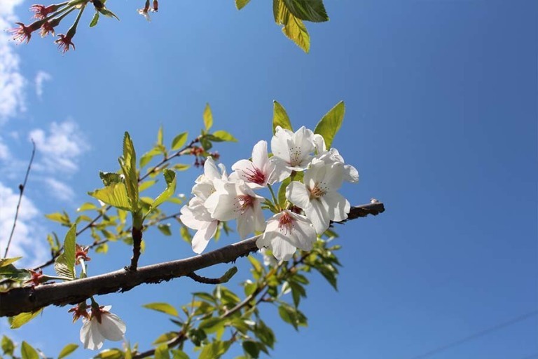 Early Spring Farm Photos From The Old World Garden Farm And Homestead