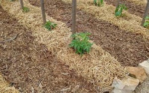 Planting The Garden - 3 Tips To Get Vegetable Transplants Off To A ...