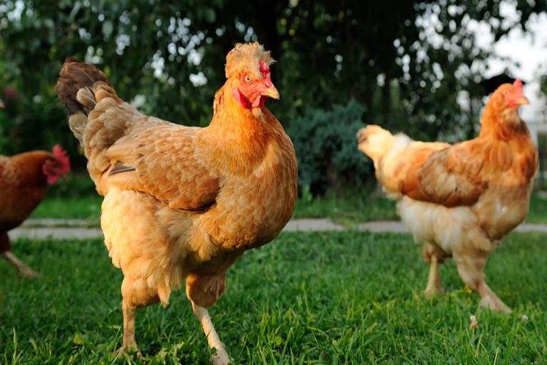 The Chickens Archives - Old World Garden Farms