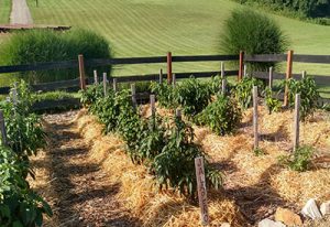 The One Simple Secret To An Amazing Weed Free Vegetable Garden