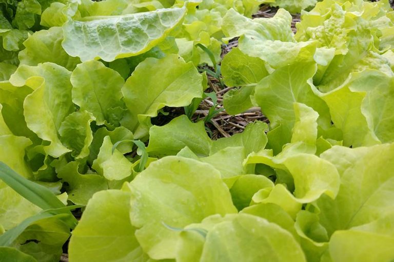 Spring Photos From The Farm And Garden - The Farm Comes Alive!