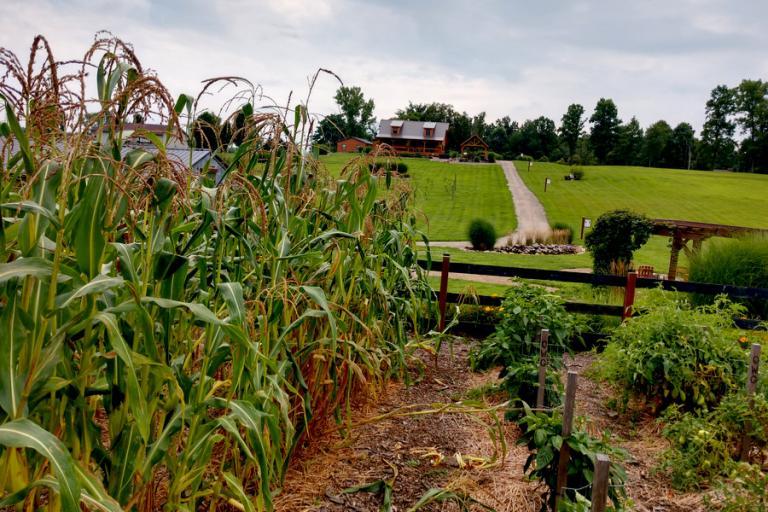 Living The DIY Dream! Summer Farm And Garden Photos