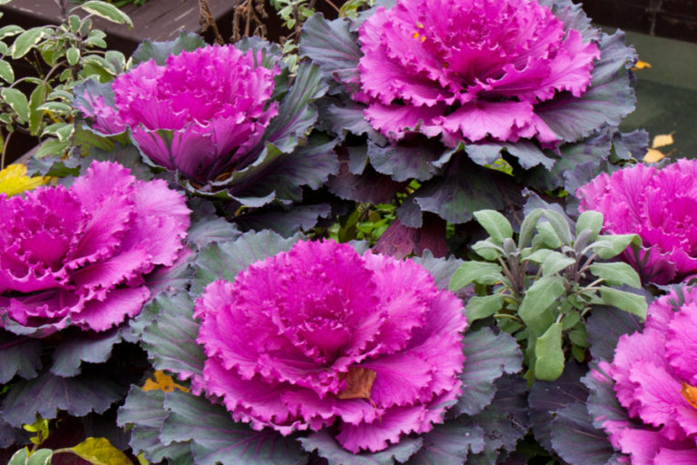 Flowering Kale & Cabbage - Incredible Fall Plants With Stunning Beauty!