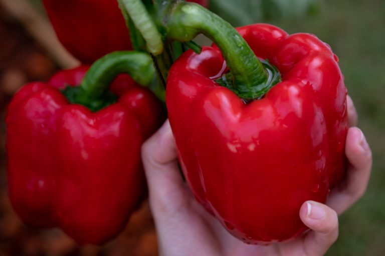 5 Perfect Pepper Plants To Grow Big Flavor In Your Garden!