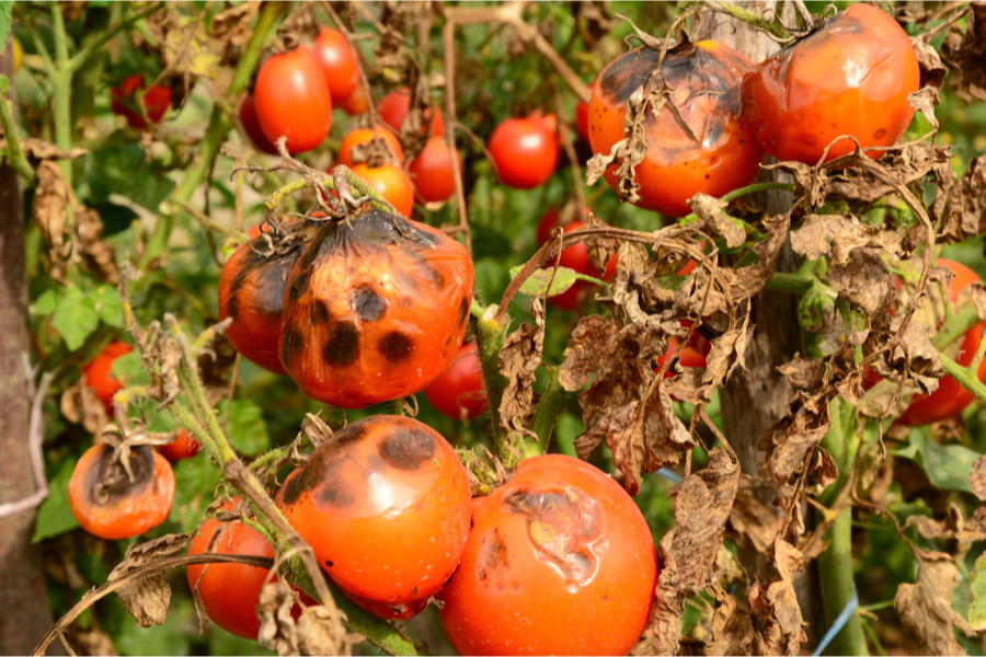 Avoiding Blight & Blossom Rot - How To Keep Tomato Plants Healthy!