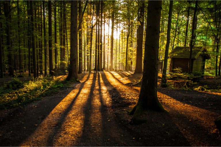 Creating An Ultimate Get Away In The Woods - Cabins, Camping & More!