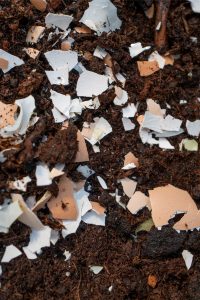 Why Saving Coffee Grounds And Egg Shells Is A Must!