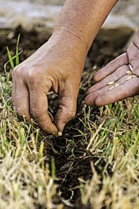 How To Work A No Till Garden In Spring - Cover Crops, Planting & More