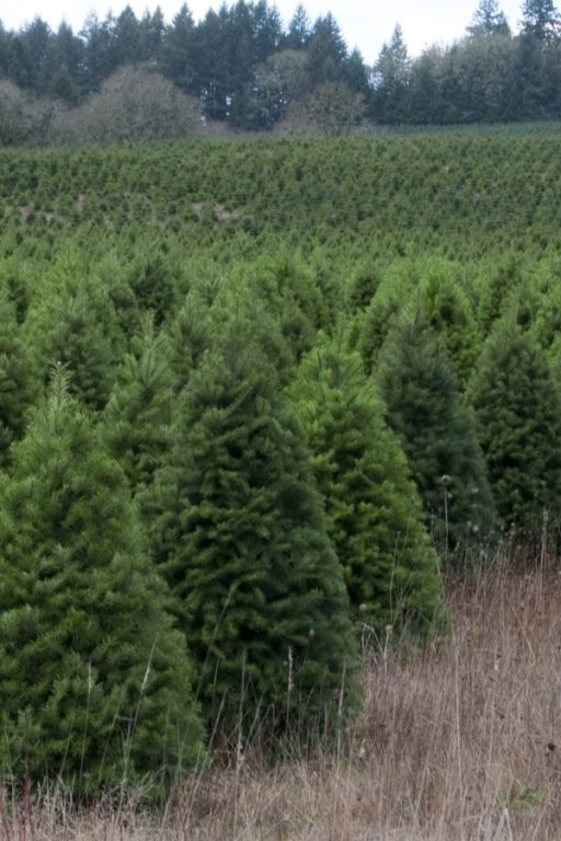 How To Keep A Live Christmas Tree Healthy - Before & After Christmas!