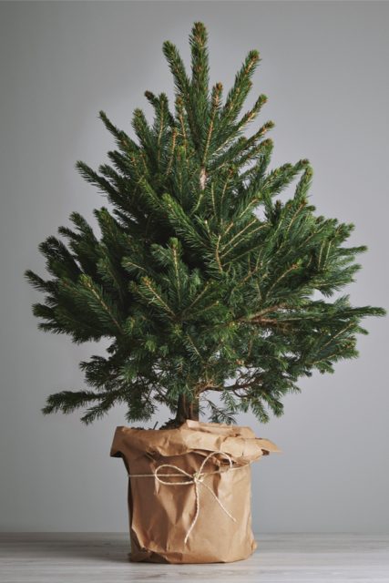 How To Keep A Live Christmas Tree Healthy - Before & After Christmas!