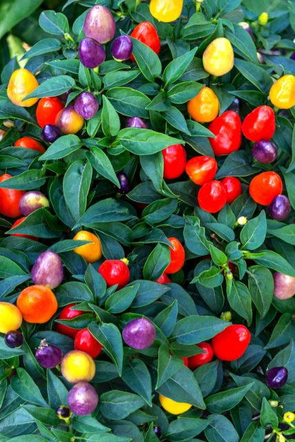 The Chinese 5 Color Pepper - How To Grow The Best Hot Pepper Plant!