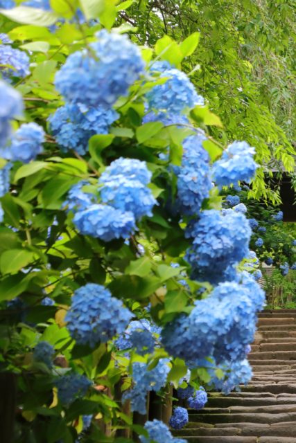 Spring Hydrangea Care! How To Get Hydrangeas To Bloom Better