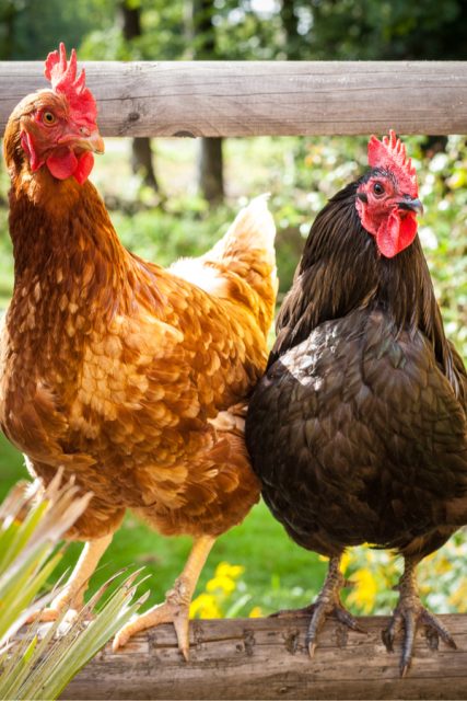 Gardening With Chickens - How Raising Chickens Can Help You Grow Big!