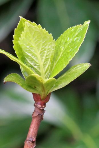 Spring Hydrangea Care! How To Get Hydrangeas To Bloom Better