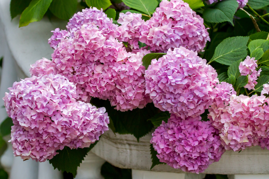 Spring Hydrangea Care! How To Get Hydrangeas To Bloom Better