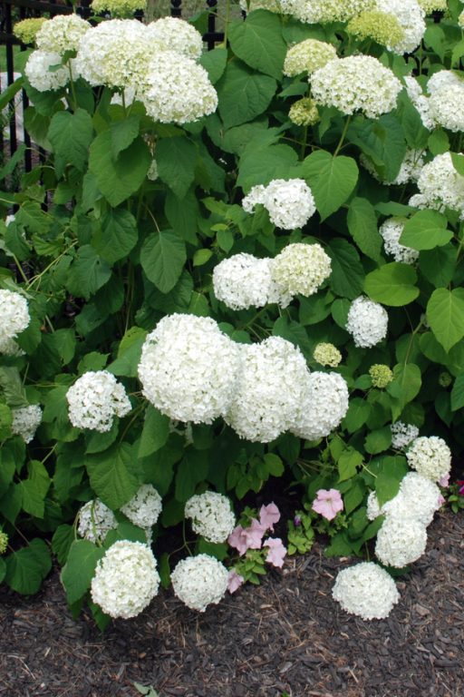 Spring Hydrangea Care! How To Get Hydrangeas To Bloom Better