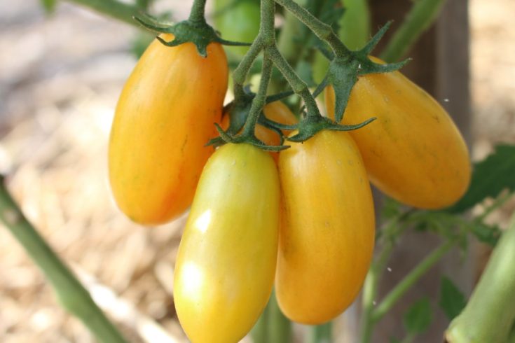 The Tiger Blush Tomato - How To Grow The Most Amazing Tomato Ever!