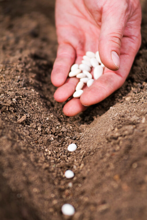How To Thin Seedlings In Your Garden - The Secret To A Bigger Harvest!