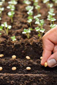 Succession Planting - How To Keep Your Garden Productive All Season!