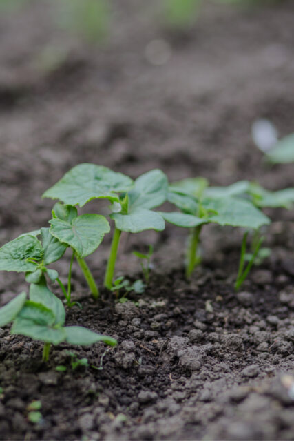How To Thin Seedlings In Your Garden - The Secret To A Bigger Harvest!
