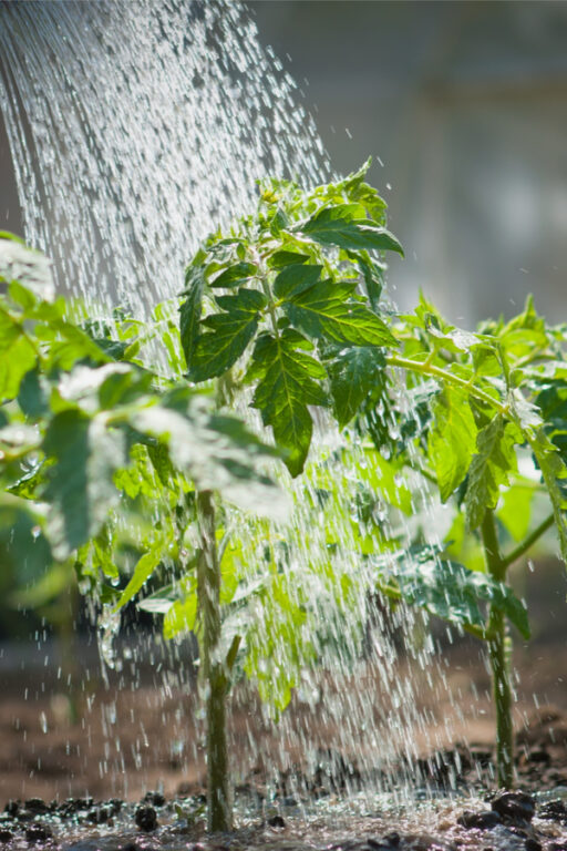 7 Garden Mistakes Gardeners Often Make - And How To Avoid Them!