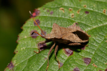 How To Get Rid Of Squash Bugs - Protect Your Garden & Plants!