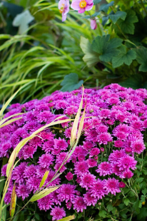 How To Keep Mums Alive After They Bloom - Saving Mums!