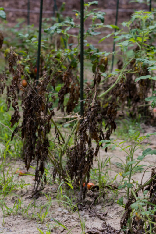 Clearing The Garden - Must Do Fall Garden Chores Before Winter