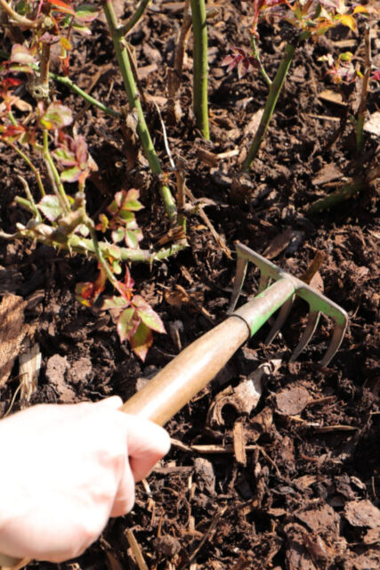 What To Do To Your Rose Bushes In The Fall - Before Winter!