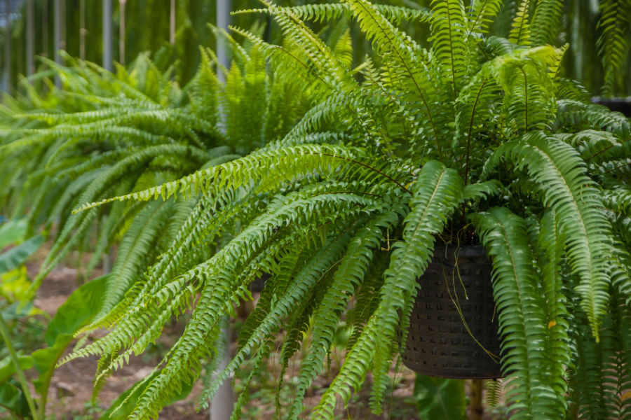 How To Save Ferns Keeping Ferns Over The Winter Indoors How To Save Ferns Keeping Ferns Over The Winter Indoors