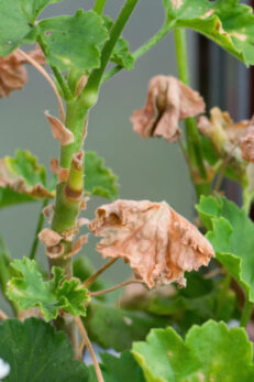 3 Secrets To Keep Geraniums Blooming Big - All Through Summer!